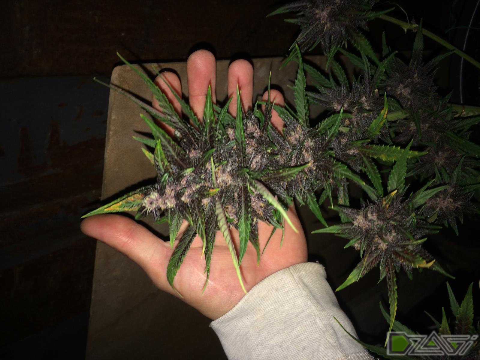 Devil Cream Auto - Red Family - Форум dzagi.club