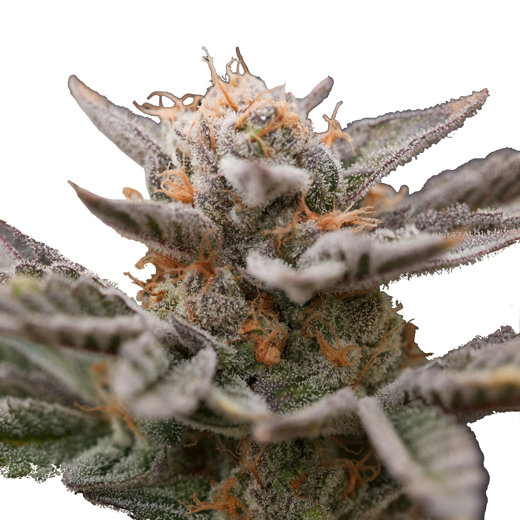 Limited Edition - Larry Cookies OG genetics fem (IZI) - IZI - Форум ...